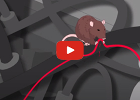 Toyota India | Toyota - T Shield